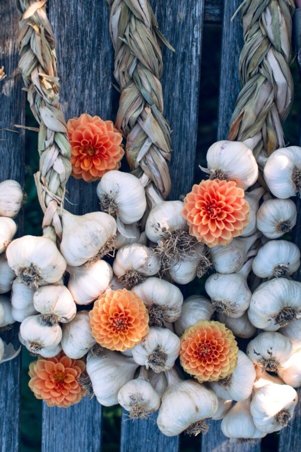 Softneck Garlic vs. Hardneck Garlic: Which Should You Grow? - Not Quite ...