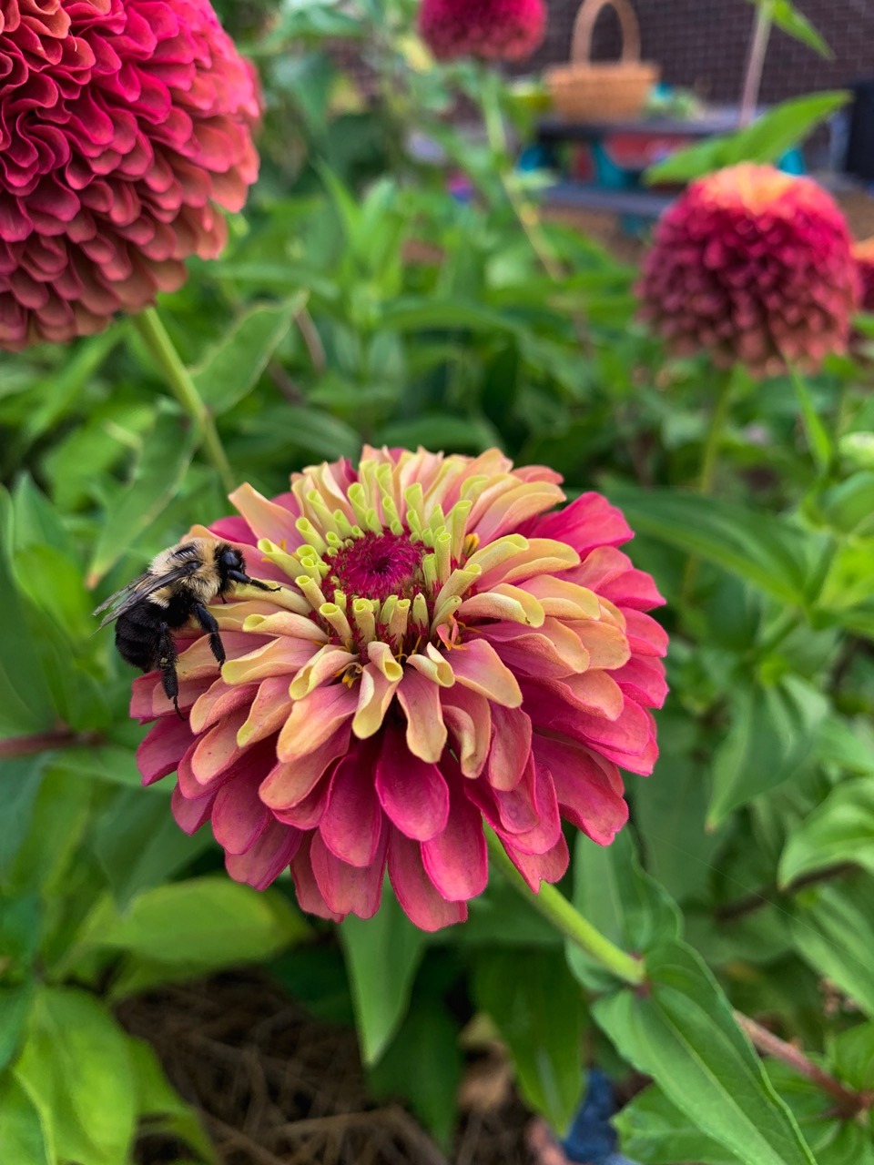 How to Grow Incredible Zinnias from Seed Right Now - Not Quite a Homestead