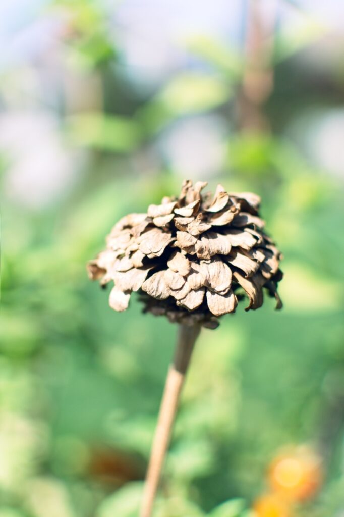 How to Save Zinnia Seeds - Not Quite a Homestead