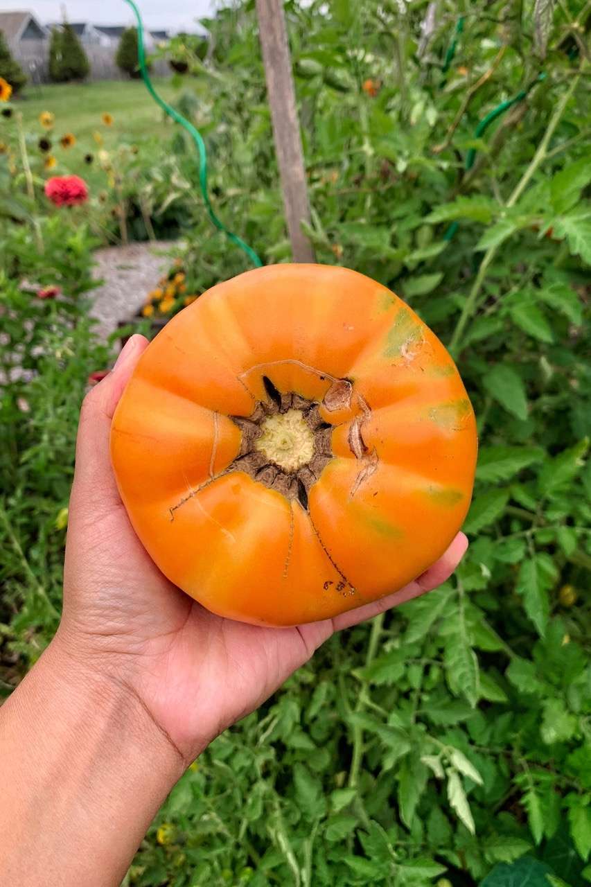 Choosing the Best Tomato Varieties for Your Garden - Not Quite a Homestead