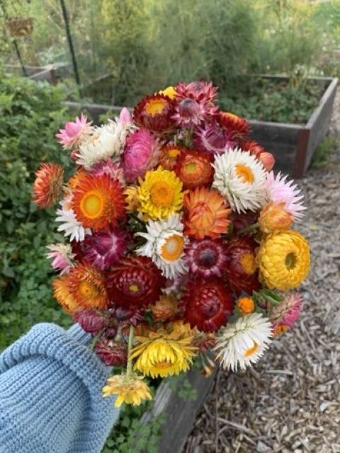 10 Filler Flowers to Grow for Lush Bouquets - Not Quite a Homestead