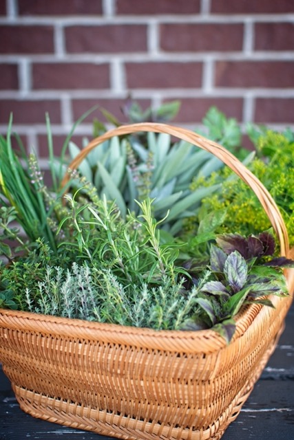 A Complete Guide to Drying Fresh Herbs for Storage - Not Quite a Homestead