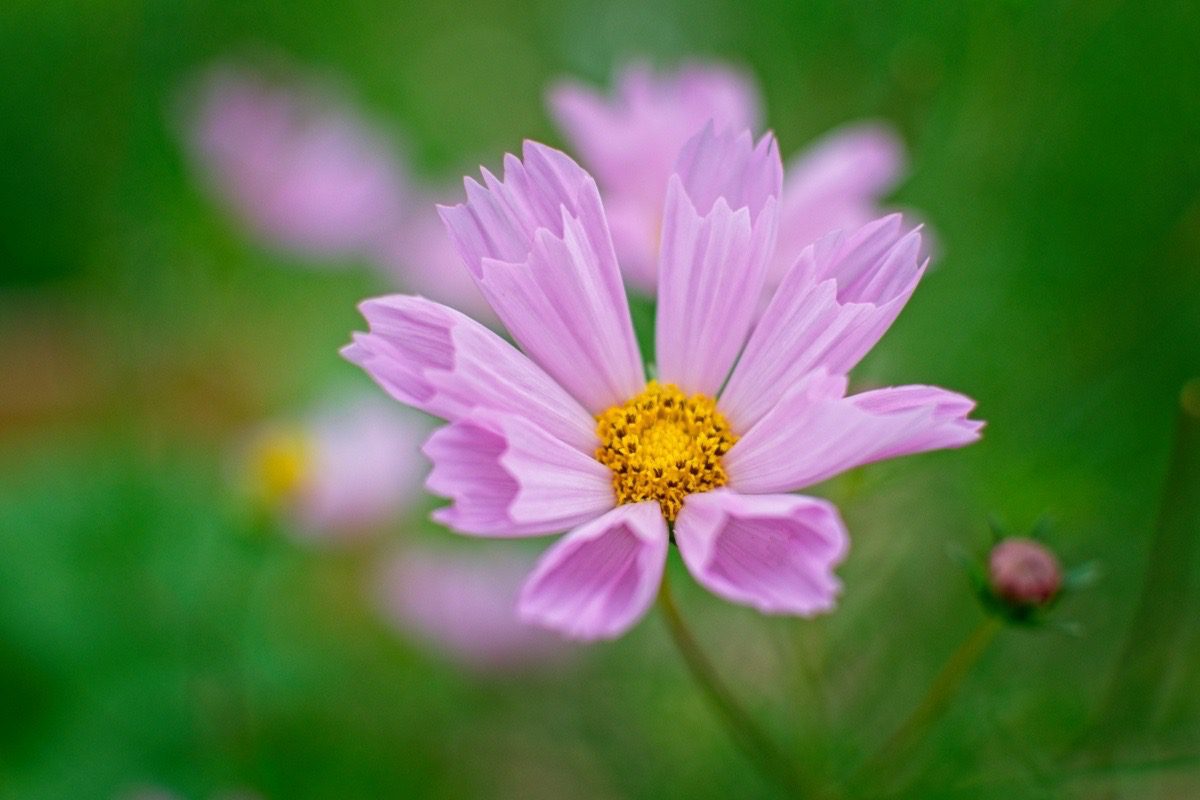 How to Grow Cosmos for Cutting (Plus Harvest Secrets for Best Vase Life ...