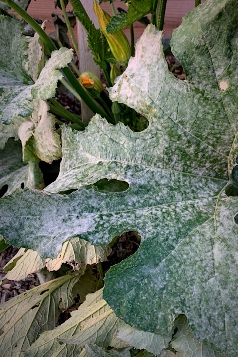 Powdery Mildew: How to Deal with Disease in Your Garden - Not Quite a ...