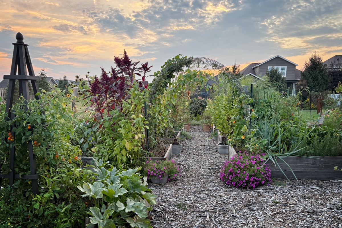 Raised Beds vs. In-Ground Gardening: How to Choose the Best Option ...